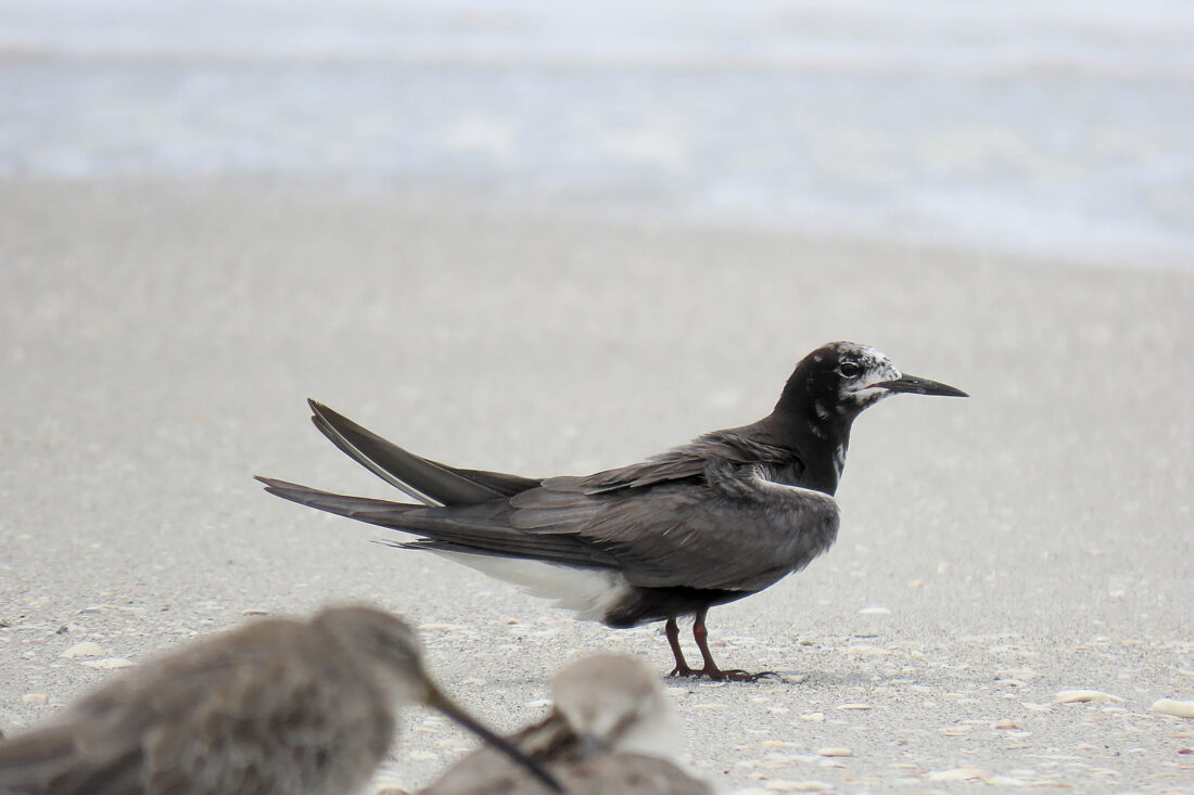 September heralds migrating black terns - SANIBEL-CAPTIVA - Island ...